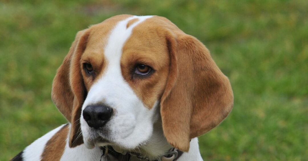 Beagle Dog Price in India – Cute 30 Days to 90 Days puppies