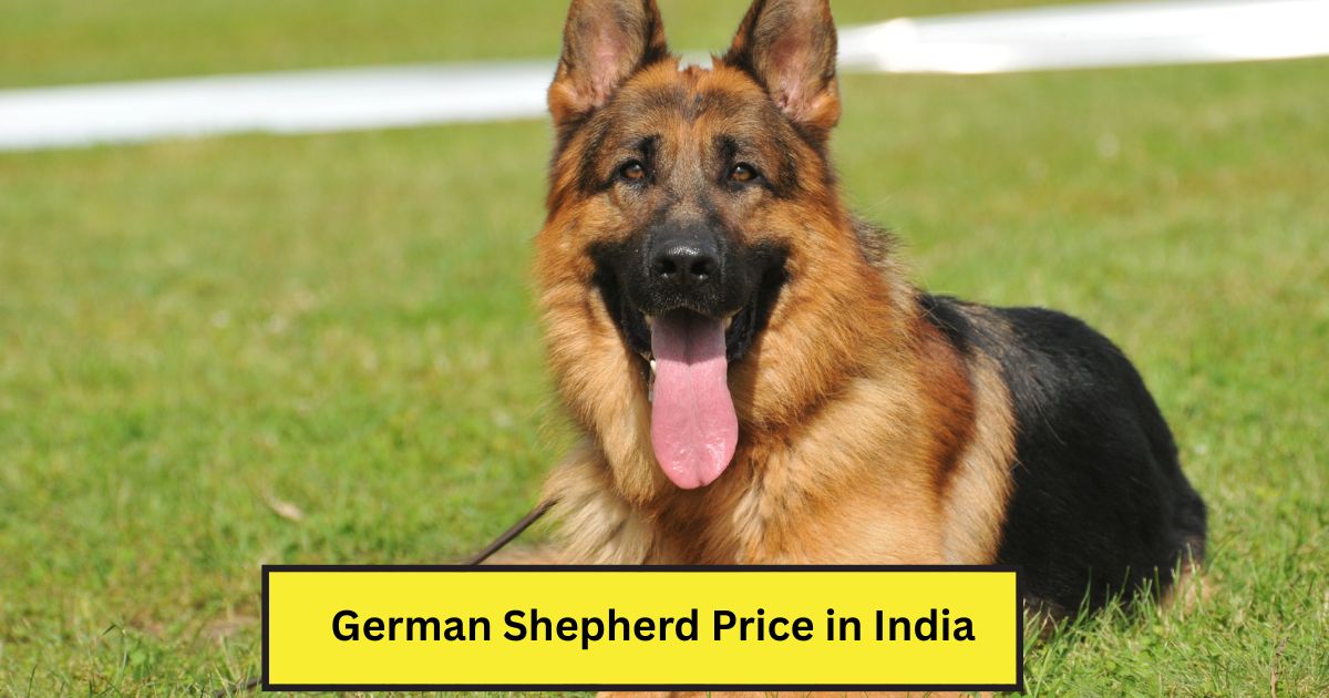 German Shepherd Price In India: 7 Amazing Facts You’ll Love
