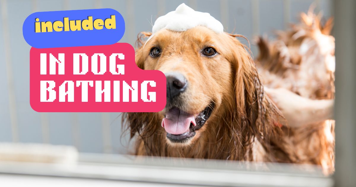 Cost of Dog Grooming: Affordable Pet Care Guide